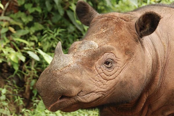 7 Hewan yang Mungkin Punah pada Tahun 2025 Ini, Termasuk Badak Sumatra ...